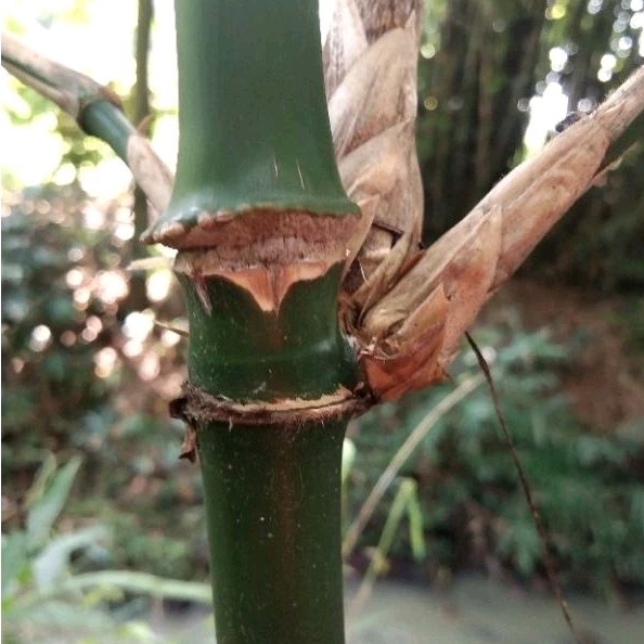Jual Bambu petuk/pethuk/pettuk masih hidup | Shopee Indonesia