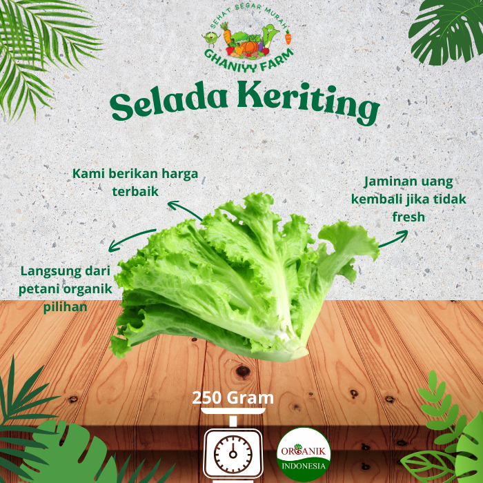 Jual Sayur Organik Selada Keriting Organik 250 Gram | Shopee Indonesia