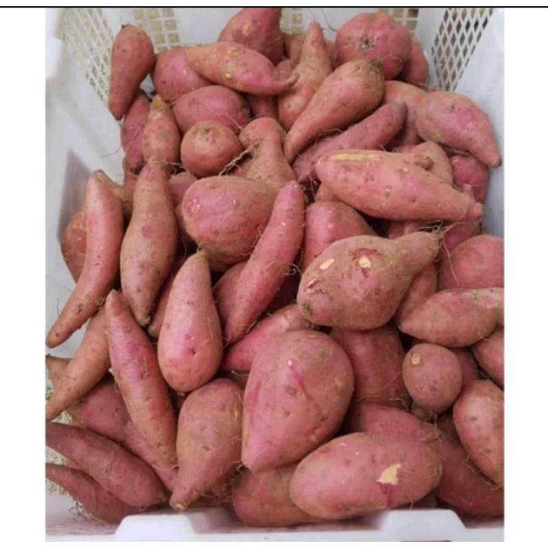 Jual Ubi Merah 1 Kg | Shopee Indonesia