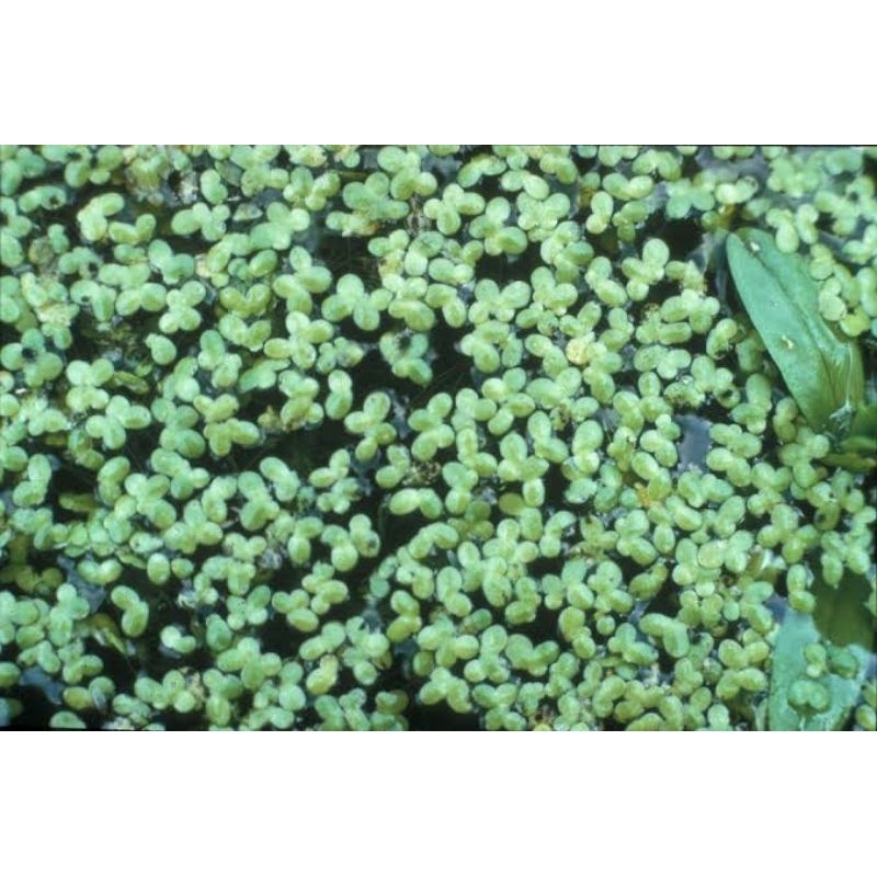 Jual Lemna Minor 20pcs | Shopee Indonesia