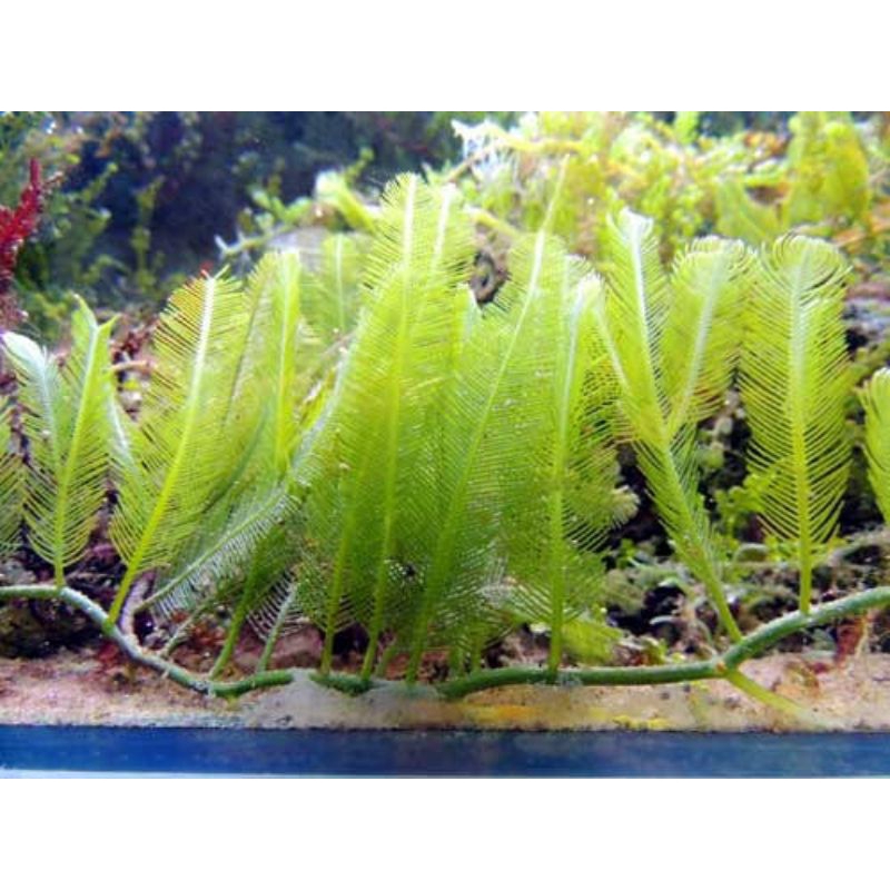 Jual Macro algae Aseman | Shopee Indonesia