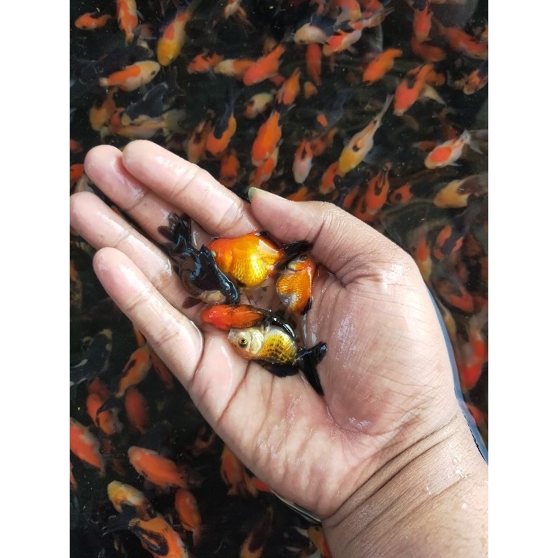 Jual IKAN HIAS BABY KOKI PANDA 3 COLOUR KHUSUS PULAU JAWA SEPAKET ISI ...