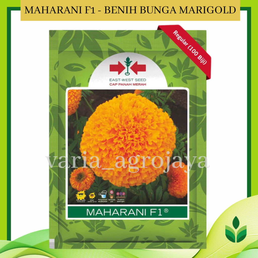 Jual Benih Bibit Bunga Marigold Maharani F1 100 Biji - Cap Panah Merah ...