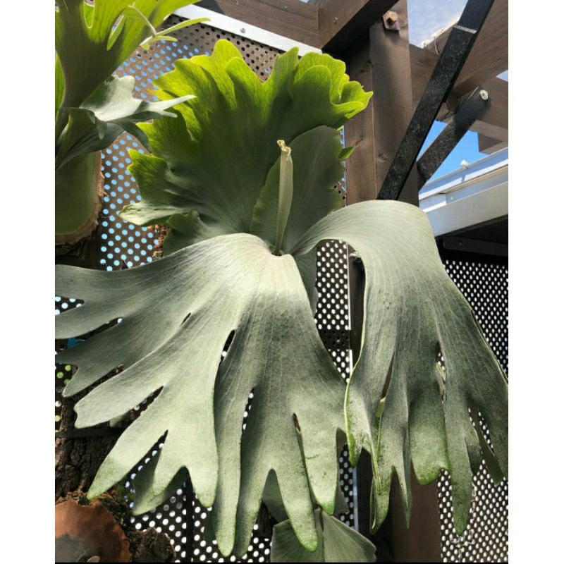Jual Platycerium Silver Velvet Simbar Menjangan Staghorn Fern Tanduk ...
