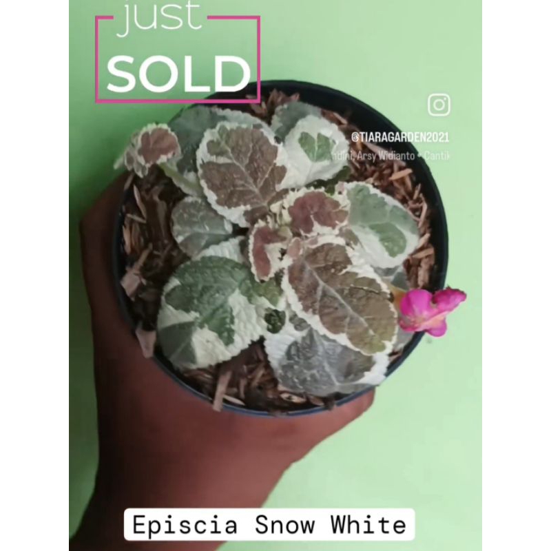 Jual Episcia Snow White (bunga pink) | Shopee Indonesia