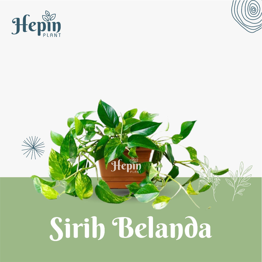 Jual Tanaman Hias Sirih Gading Belanda | Sirih Varigata | Variegata ...