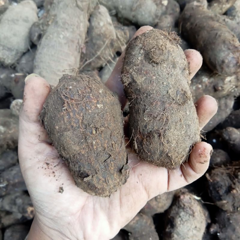 Jual talas mbothe/enthik 1 kg (habiskan stok) | Shopee Indonesia