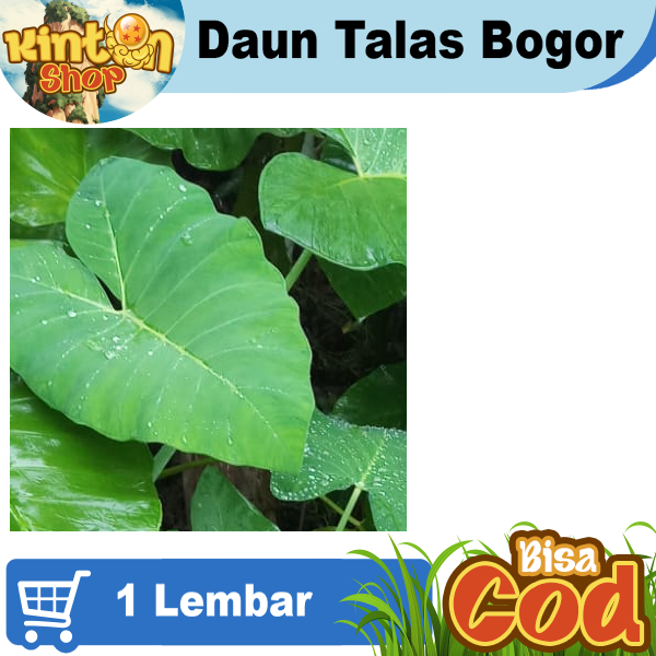 Jual Daun Talas Bogor Per Lembar 1 Helai Untuk Buntil | Shopee Indonesia