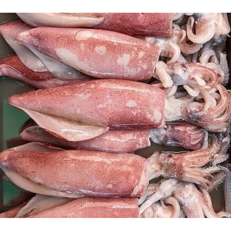 Jual Cumi Segar Premium 500gram | Shopee Indonesia