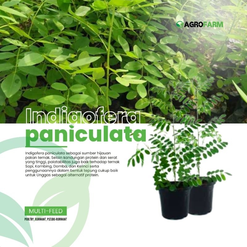 Jual BIBIT Indigofera Paniculata Tanaman Hijauan Pakan Ternak Kambing ...