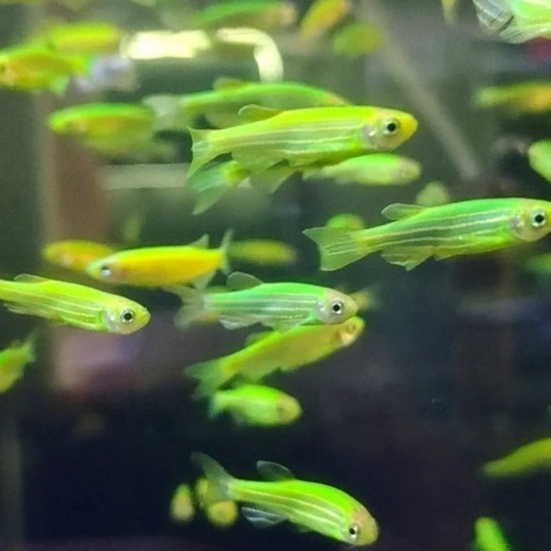 Jual DANIO ZEBRA SLAYER FULL HIJAU ISI 30 BONUS 3 GRATIS PAKAN IKAN ...