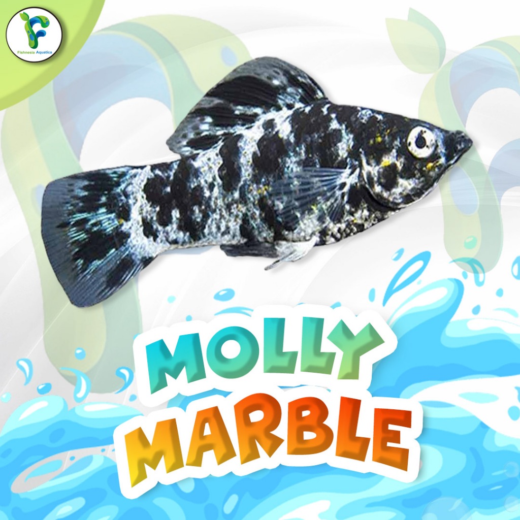 Jual Ikan Molly Marble - Ikan Hias Aquascape - Ikan Hias Air Tawar ...