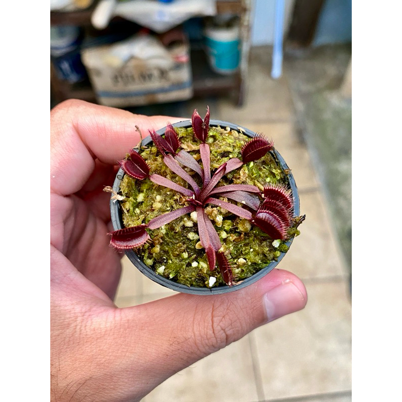 Jual VFT Red Dragon | Akai ryu | tanaman hias | Murah | venus fly trap | tanaman karnivora ...