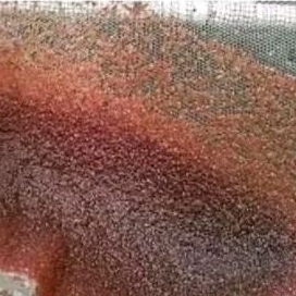 Jual Kutu air raksasa DM Daphnia Magna pakan ikan | Shopee Indonesia