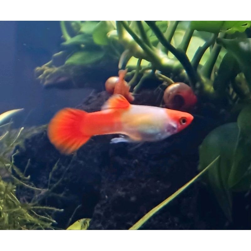 Jual Gambar Guppy platinum ko1 | Shopee Indonesia