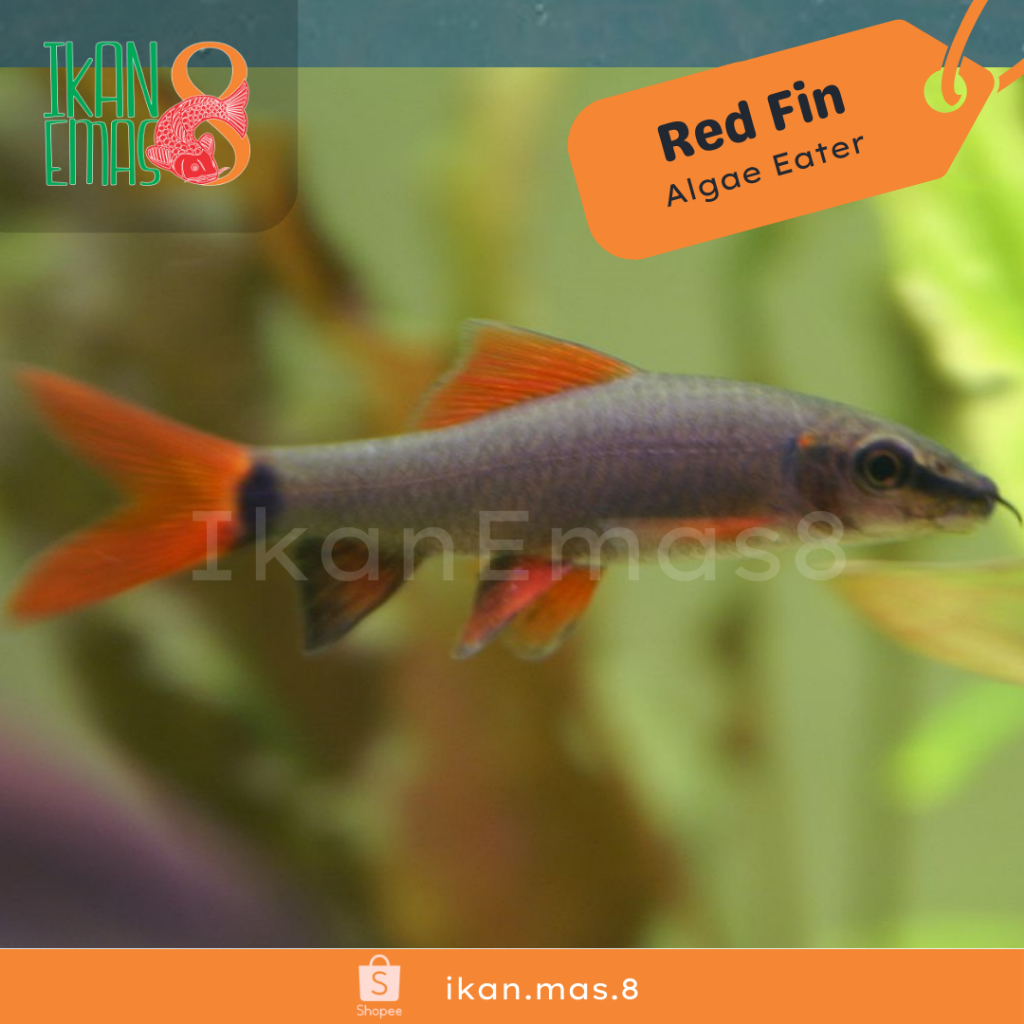 Jual Redfin Shark Algae Eater Ikan Hias Air Tawar Aquascape | Shopee ...