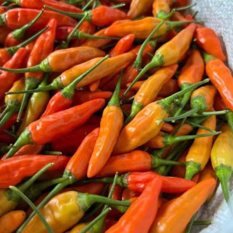 Jual Cabe Rawit Merah Fresh Segar 1 Kg cabai rawit | Shopee Indonesia