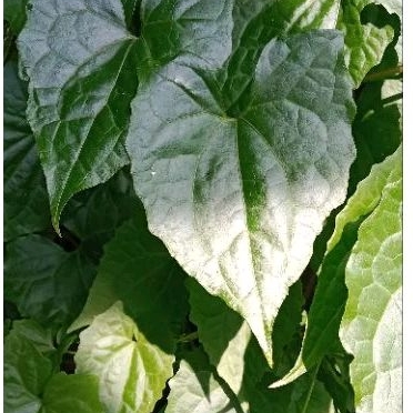 Jual daun sembung rambat/balakacida 500g | Shopee Indonesia