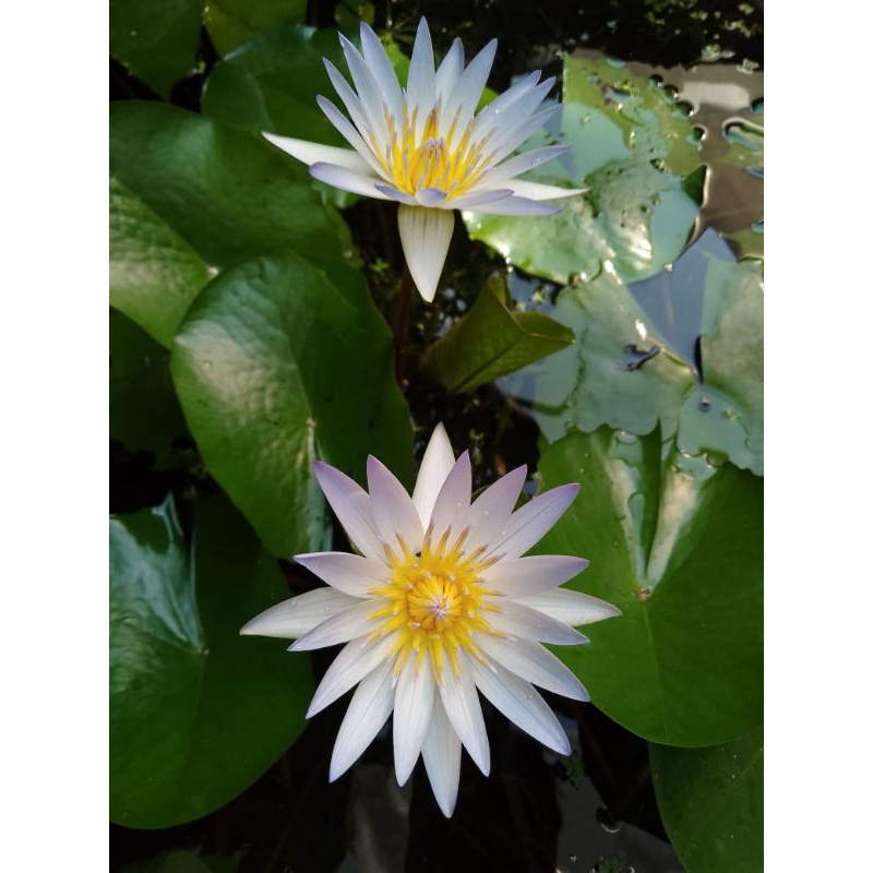 Jual TERATAI AIR NYMPHAEA AQUATIC PLANT TANAMAN AIR UNTUK AQUAPOT KOLAM ...