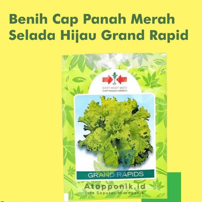 Jual benih bibit selada hijau grand rapid | Shopee Indonesia