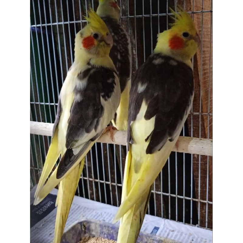 Jual BURUNG FALK PARKIT AUSTRALIA PILIHAN SUPER | Shopee Indonesia