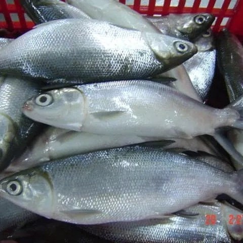 Jual Ikan Bandeng 1kg ikan laut, Ready Stock Sameday Delivery Jogja ...
