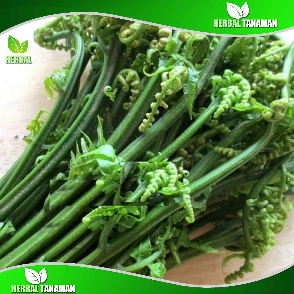 Jual Sayur Pakis Segar 1 kg - Pakis Sayur Fresh | Shopee Indonesia