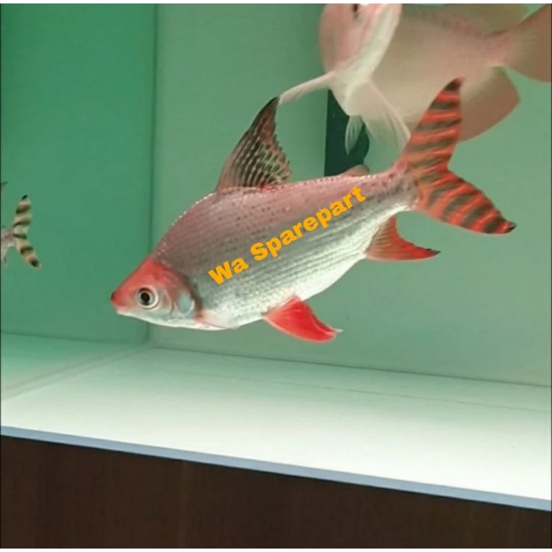 Jual IKAN RED FEIFENG RFF JUMBO 26 - 30CM MERAH MENOR CABE BESAR COCOK ...