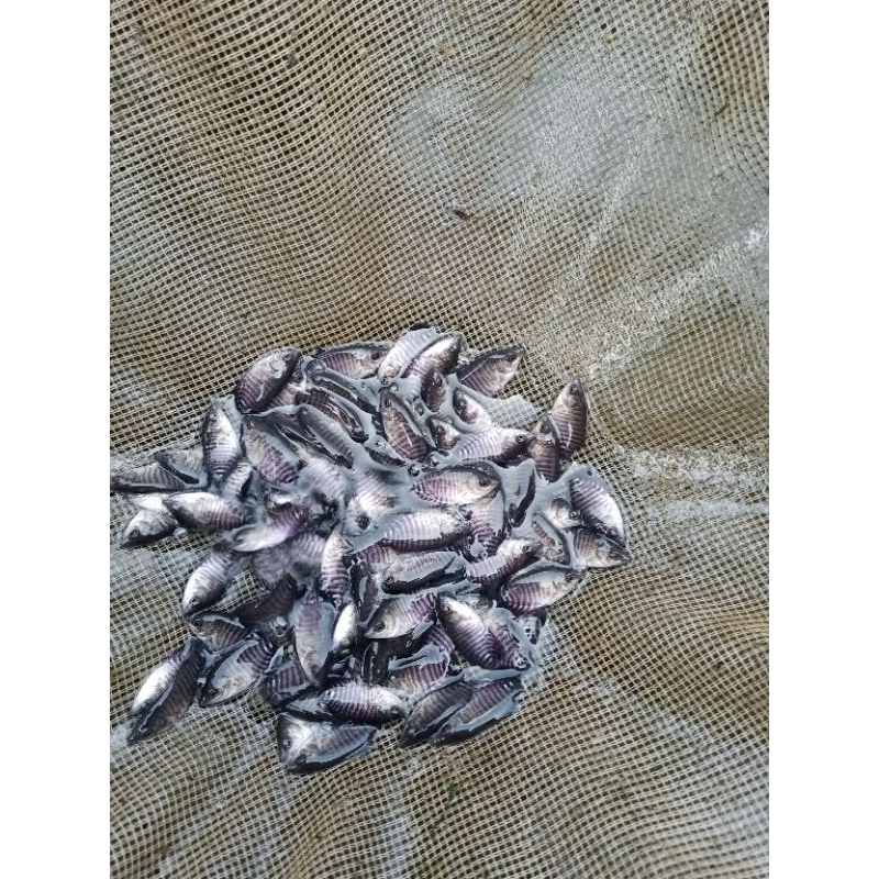 Jual paket 50 gurame soang | Shopee Indonesia