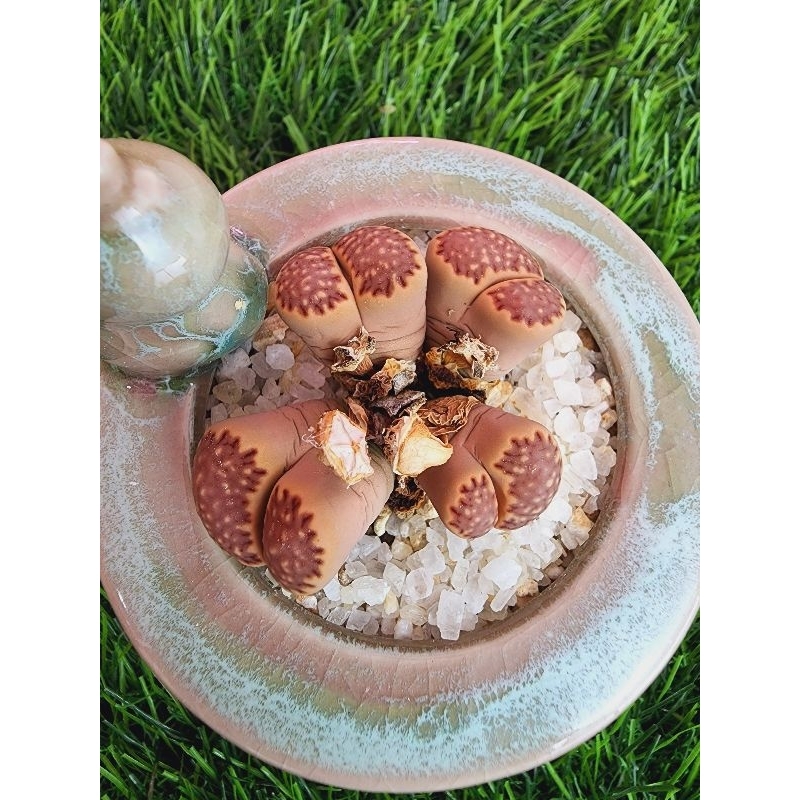 Jual Lithops Cluster | Shopee Indonesia