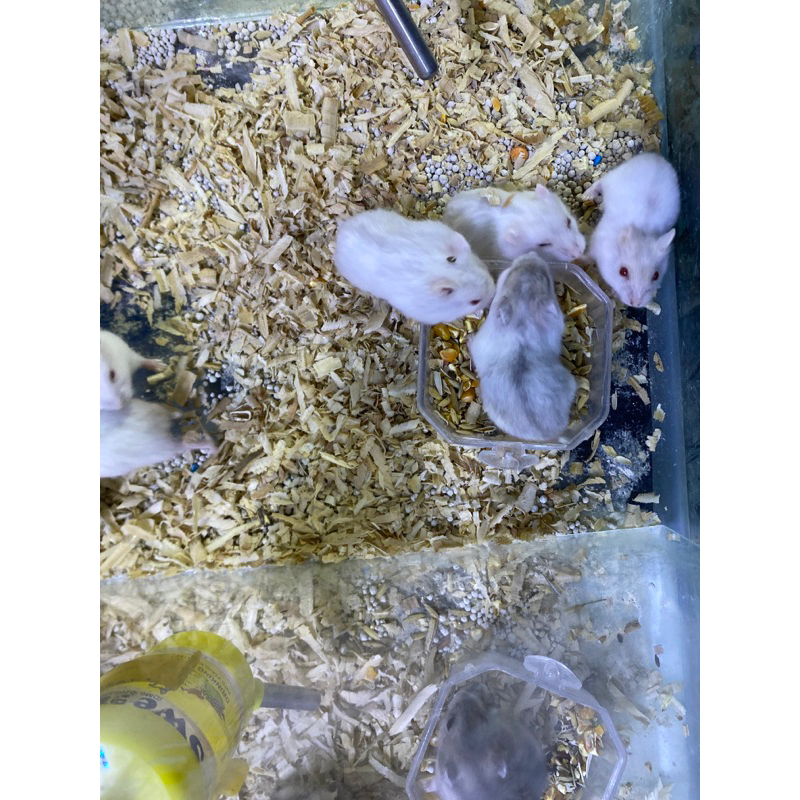 Jual hamster winter white pearl | Shopee Indonesia