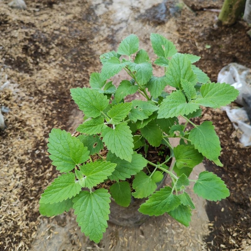 Jual tanaman catnip Nepeta cataria tanaman herbal obat | Shopee Indonesia