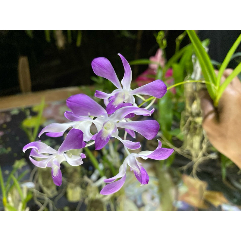 Jual anggrek dendrobium mini pearl (bigibumm x canaliculatum) | Shopee ...
