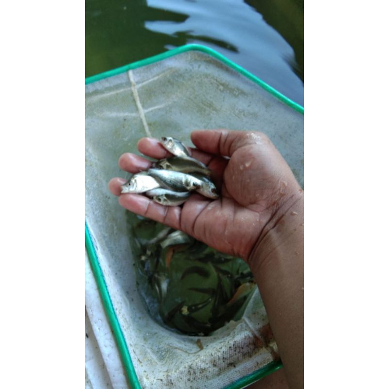 Jual jual bibit ikan mas (karper) bibit ikan konsumsi makassar | Shopee ...