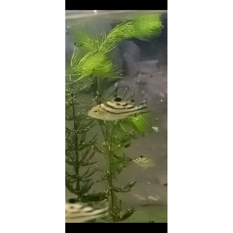 Jual IKAN KERONG-KERONG/IKAN JUVENTUS AIR TAWAR per 6 ekor | Shopee ...