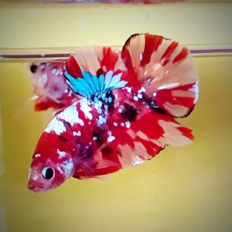 Jual HIASAN AQUARIUM IKAN CUPANG PLAKAT NEMO COPPER NEMO TIGER NEMO ...