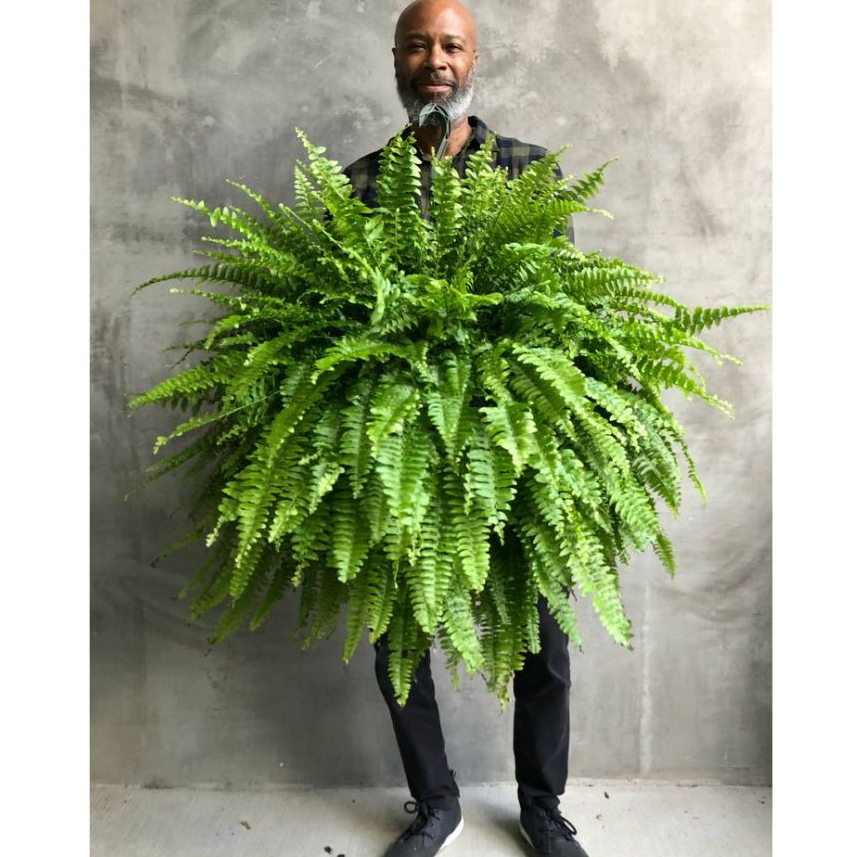 Jual pakis boston jumbo hijau - Tanaman Hias Gantung Pakis Embun ...