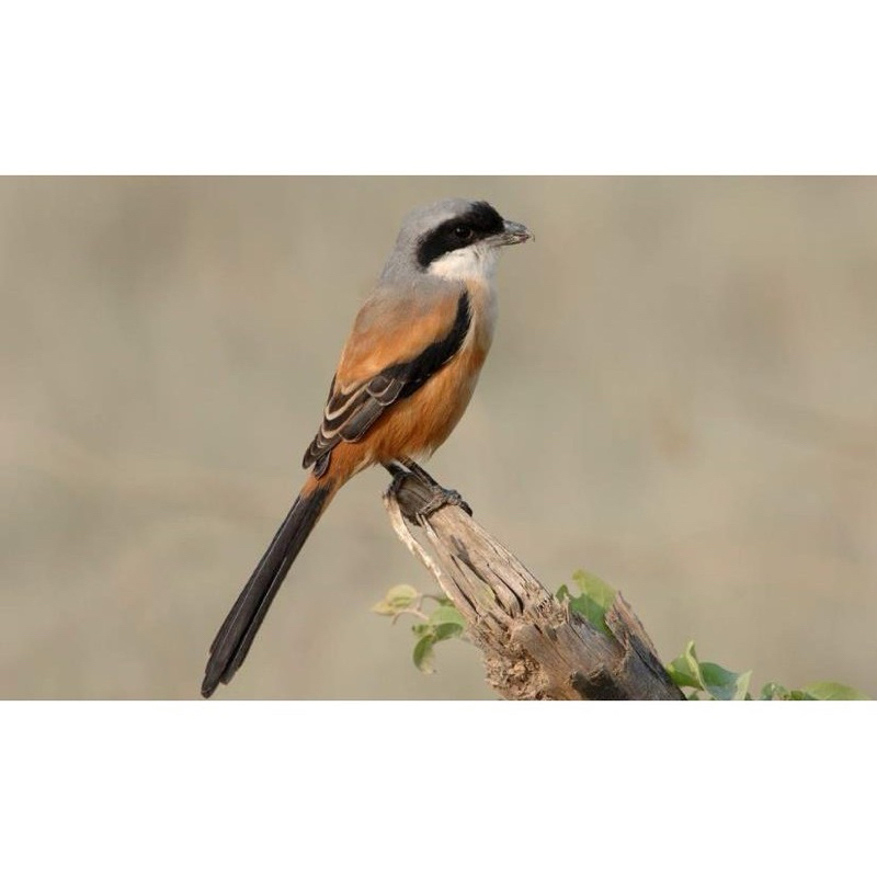 Jual Burung cendet / pentet | Shopee Indonesia