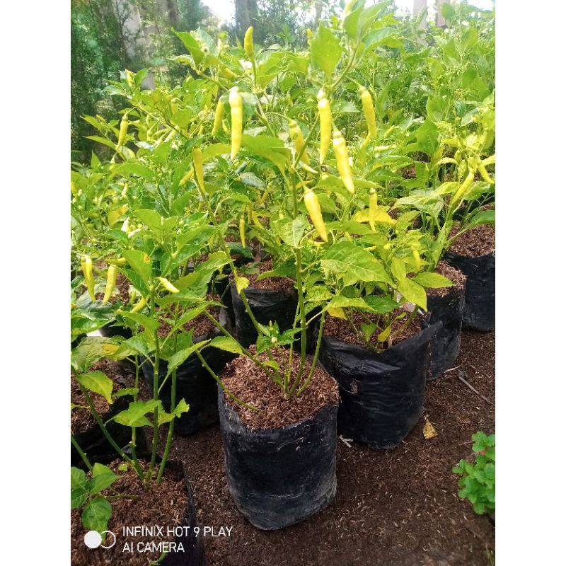 Jual tanaman pohon cabe cabai domba besar dan cabai rawit sudah berbuah | Shopee Indonesia