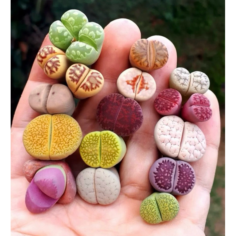 Jual LITHOPS BACA DESKRIPSI SEBELUM ORDER/ LITHOPS OTZE / LITHOPS WILMO ...