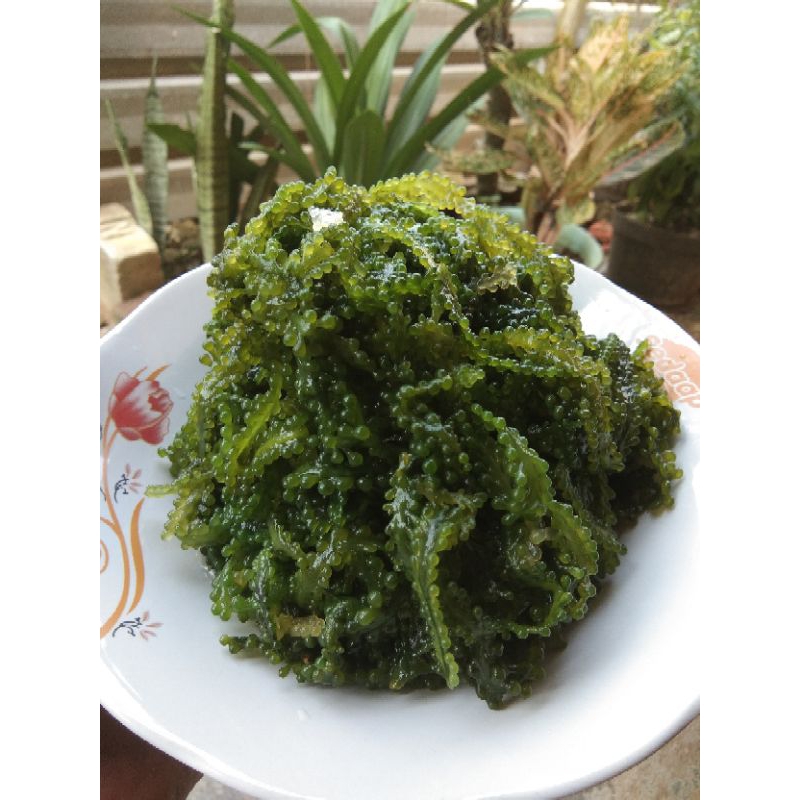 Jual Anggur Laut Segar | Latoh laut segar | 1kg | Shopee Indonesia