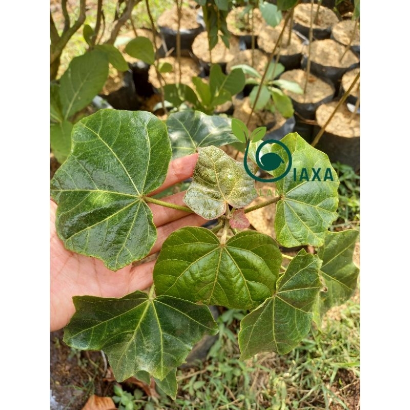 Jual Bibit Tanaman Kemiri Bumbu Muncang Pohon Biji | Shopee Indonesia