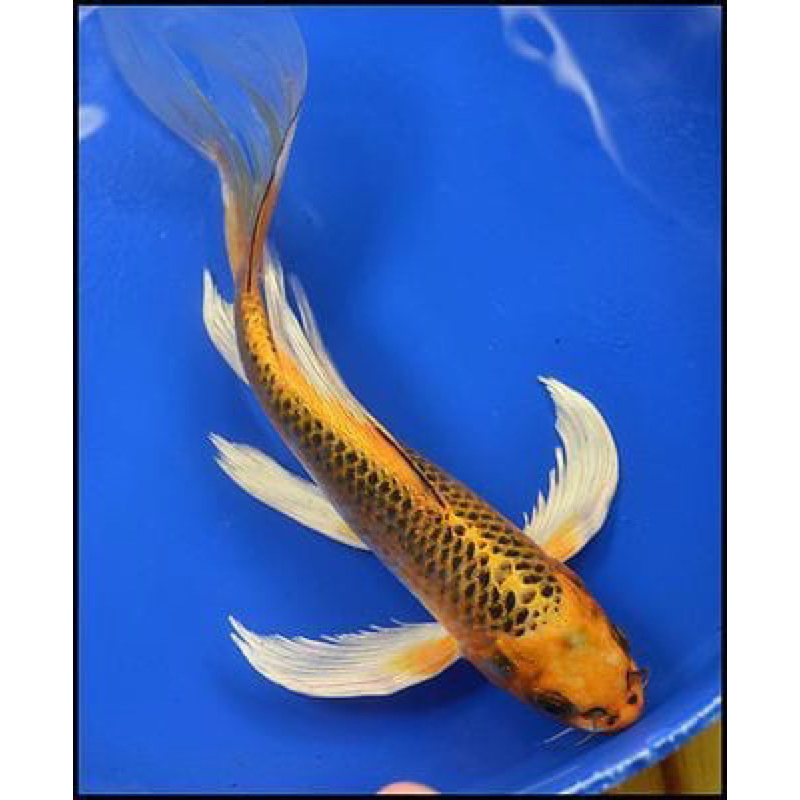 Jual koi slayer kumpay 15-20cm | Shopee Indonesia