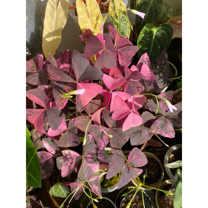 Jual oxalis triangularis variegata #butterflyvariegata | Shopee Indonesia