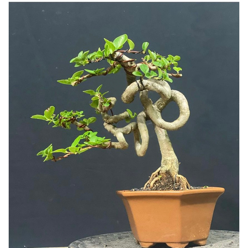 Jual Bonsai sancang program batang extrim meliuk,siap pajang. Termasuk ...