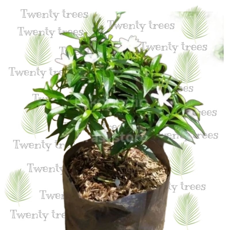 Jual TANAMAN HIAS ROMBUSA - BUNGA REMBOSA MINI | Shopee Indonesia