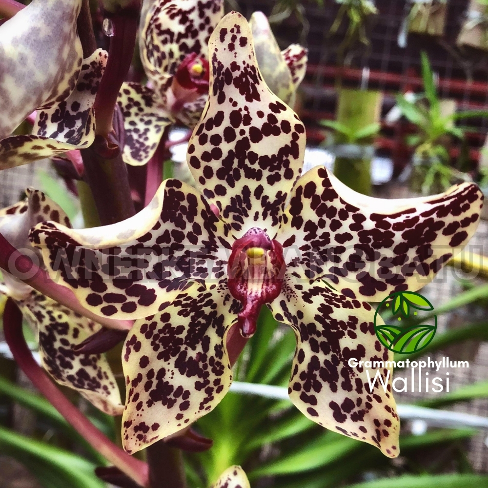 Jual Anggrek Gramma WALLISII Kondisi Remaja Grammatophyllum Anggrek ...