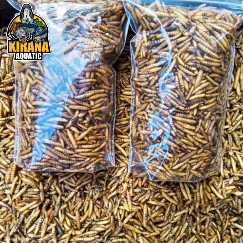 Jual Maggot Kering BSF Maggot Tinggi Protein Kemasan 50g | Shopee Indonesia