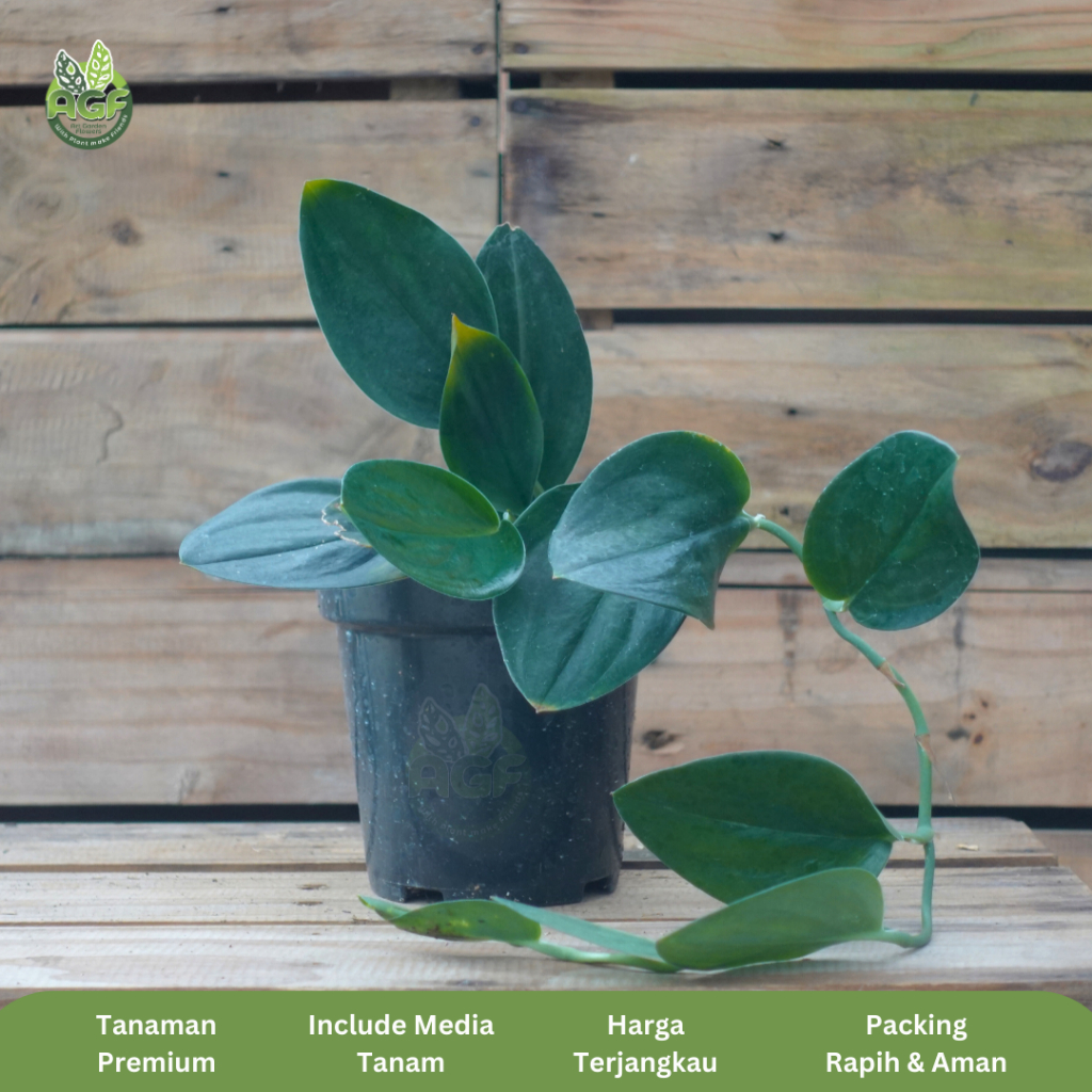 Jual Scindapsus Rubicon - Tanaman Hias Aesthetic - Dark Leaf | Shopee ...