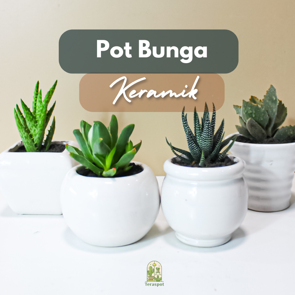 Jual Pot Keramik Putih dengan kaktus / Sukulen Mini Hidup - Pot Indoor ...